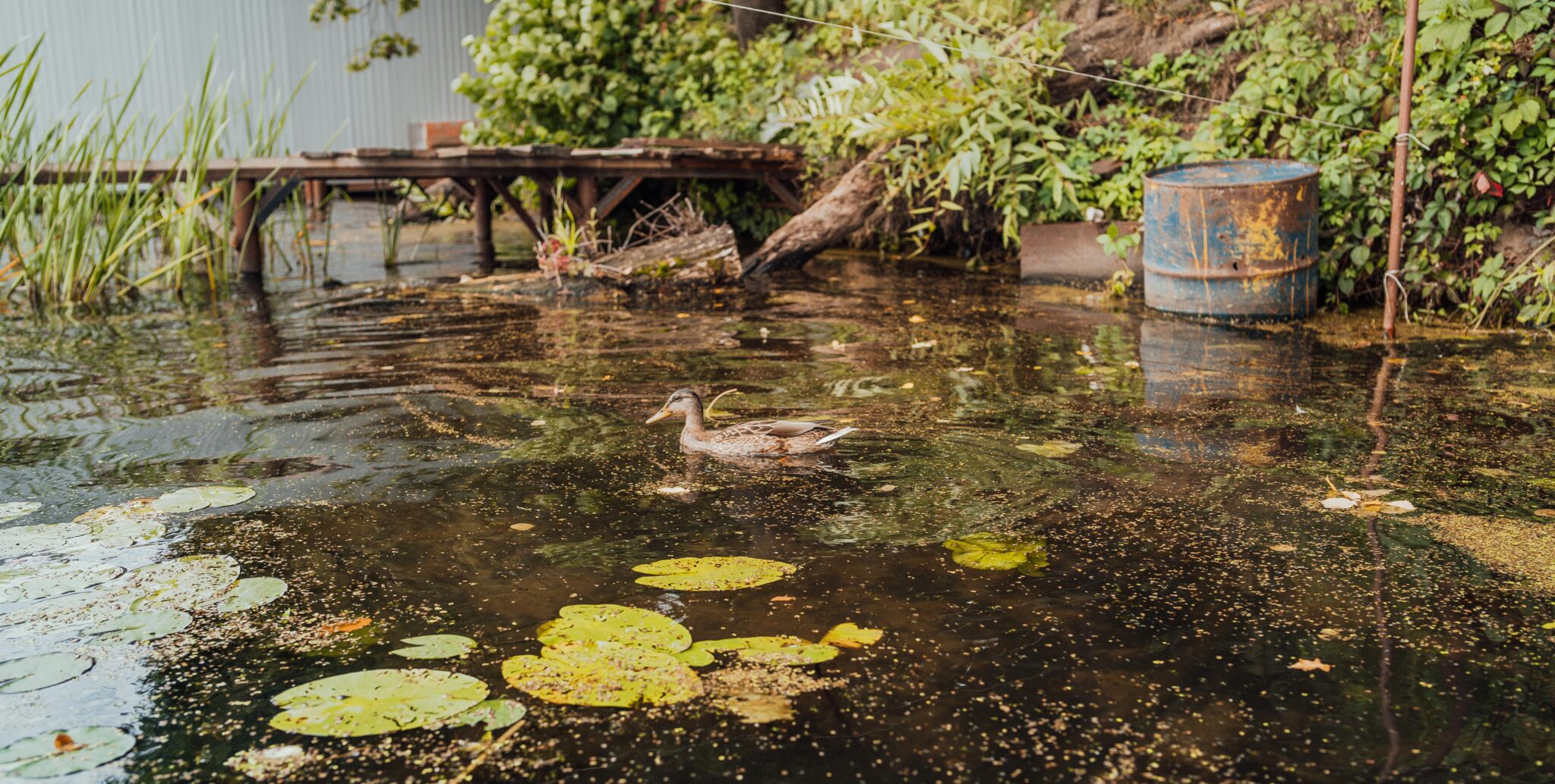 Nutrient Neutrality: Tackling Nitrate & Phosphate Pollution | CSG